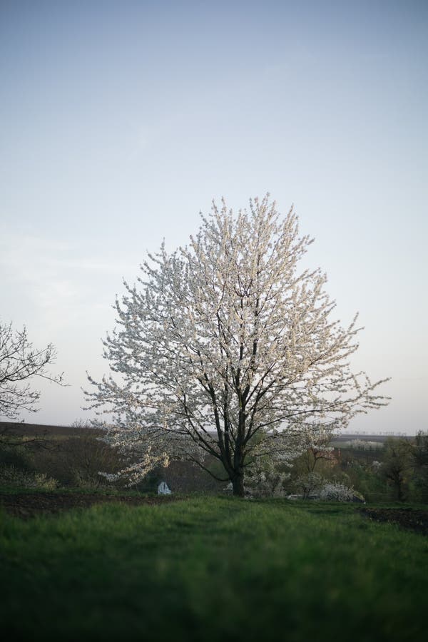 Lone Tree in the Middle of a Field in the Forest Stock Photo - Image of ...