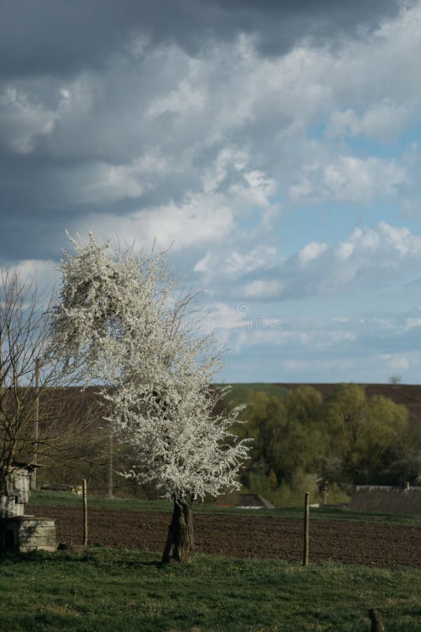 Lone Tree in the Middle of a Field in the Forest Stock Photo - Image of ...