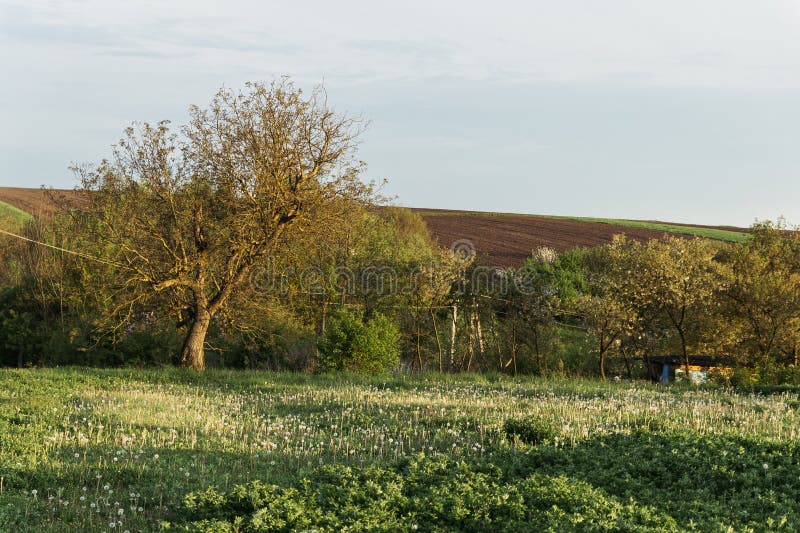 Lone Tree in the Middle of a Field in the Forest Stock Image - Image of ...