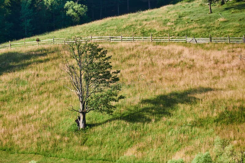 Lone Tree Branch Reaching Out Over a Rural Road on a Cloudy Day Stock ...