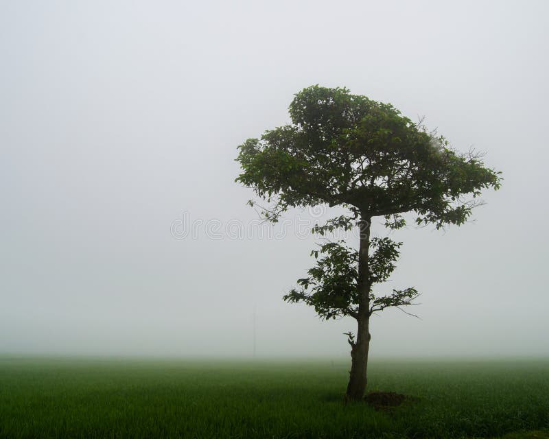 Lone Tree in the Middle of Misty Meadow Stock Image - Image of tree ...