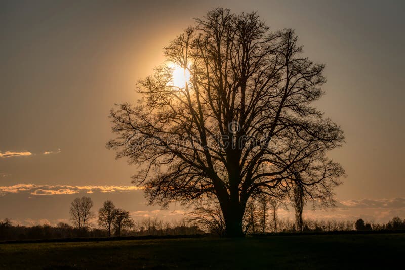 Lone Tree in Middle of Open Field Stock Photo - Image of colours ...