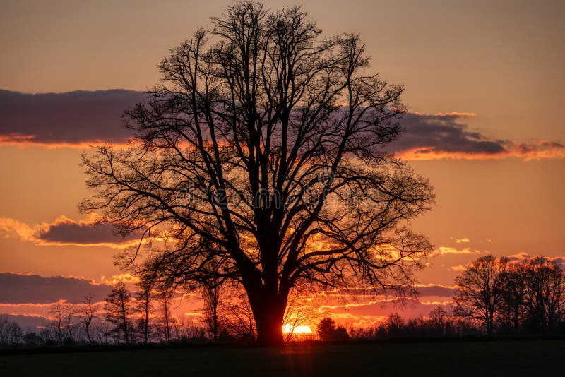 Lone Tree in Middle of Open Field Stock Photo - Image of wallpaper ...
