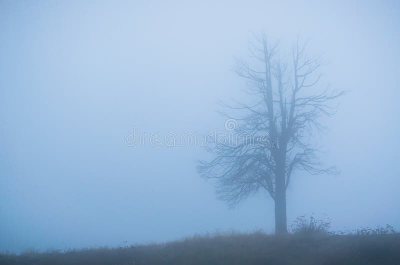 Lone tree in mist stock image. Image of mystery, weather - 208540065