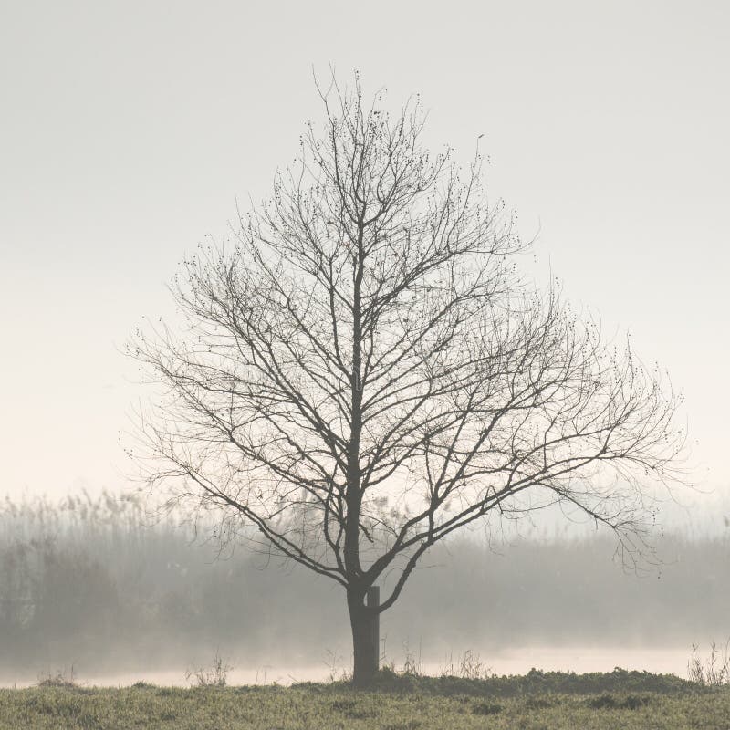 Lone Tree stock image. Image of nature, minimalism, holiday - 86530557