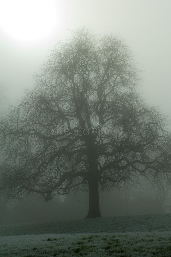 Lone tree in the mist stock image. Image of tree, frost - 48590561