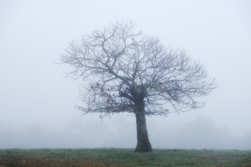 Lone Tree in the Mist in Winter Stock Image - Image of sweet, ethereal ...