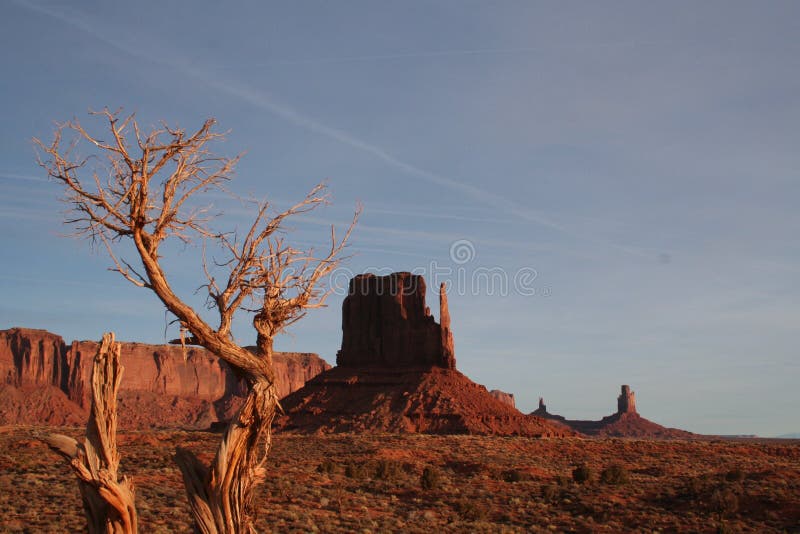 Lone Tree in Monument Valley Stock Photo - Image of like, lone: 109764540