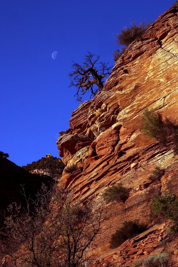Lone Tree with Moon on Cliff Stock Photo - Image of formation, canyon ...