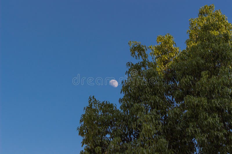 Lone tree and moon stock photo. Image of moonlight, vertical - 57145564