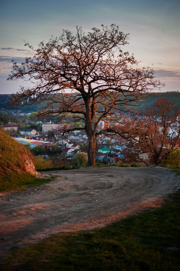 Lone Tree Near Road Under Panoramic View at the Town, Sunset Light ...