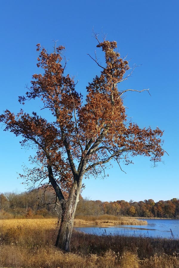 Autumn Tree Line Reflections Stock Image - Image of crisp, pond: 102474377