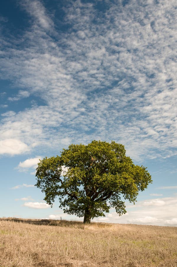 Lone Tree - Oak Tree - Tree in Field - North Yorkshire Stock Photo ...