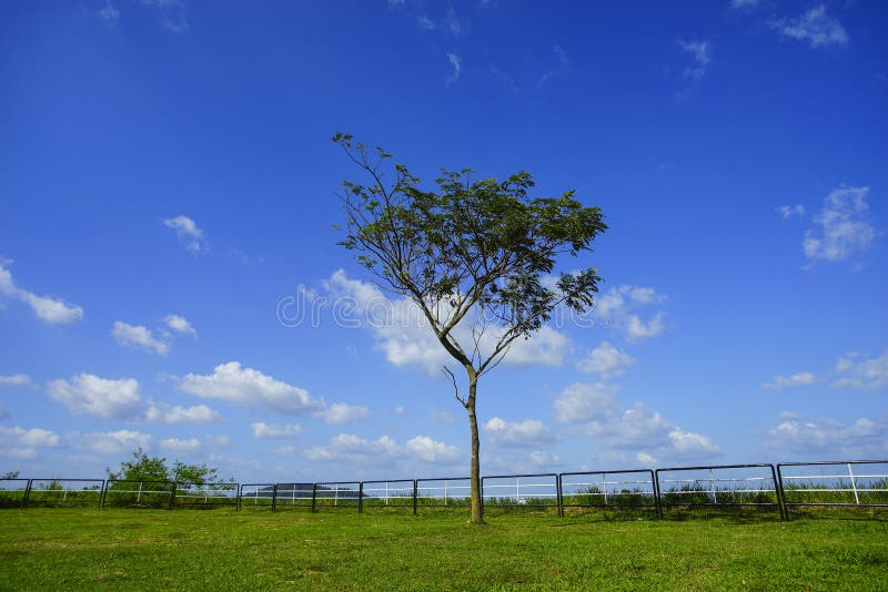 Lone Tree Old Tree , Green Grass and Beautiful Blue Sky. Nature Stock ...
