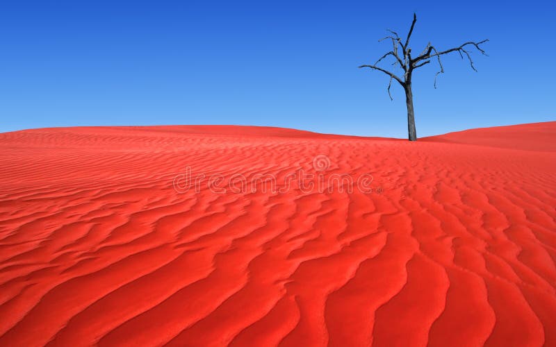 Lone Tree in Outback of Australia Stock Photo - Image of african ...