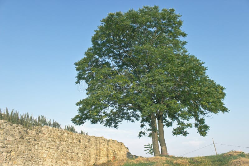 Lone tree over blue sky stock image. Image of pasture - 31778565