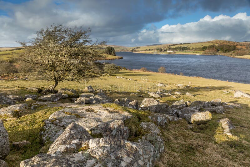 Lone Tree Overlooking Siblyback Reservoir, Cornwall Stock Photo - Image ...