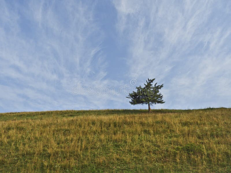 Lone Pine Tree on Golden Colored Hillside and Blue Sky Stock Image ...