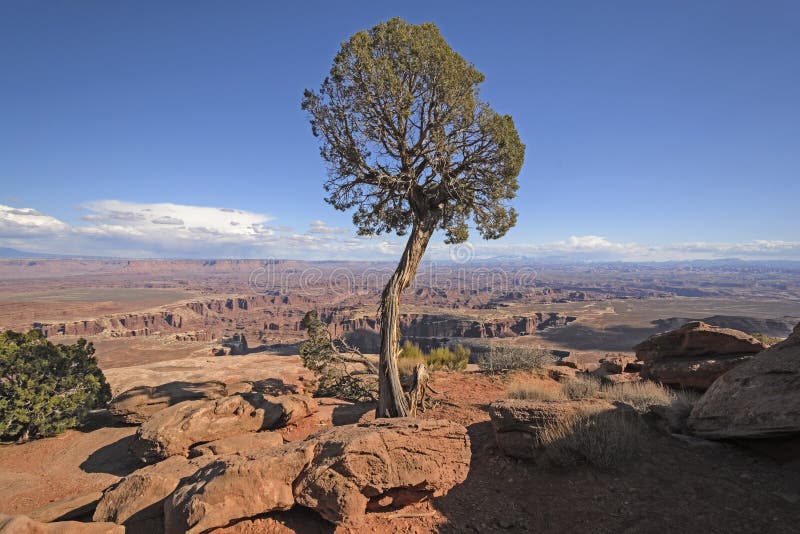 Lone Tree Panorama stock photo. Image of nature, american - 67226694