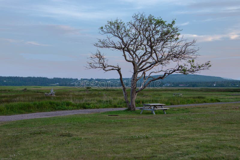 Lone tree in the park stock image. Image of tree, brunswick - 190394173