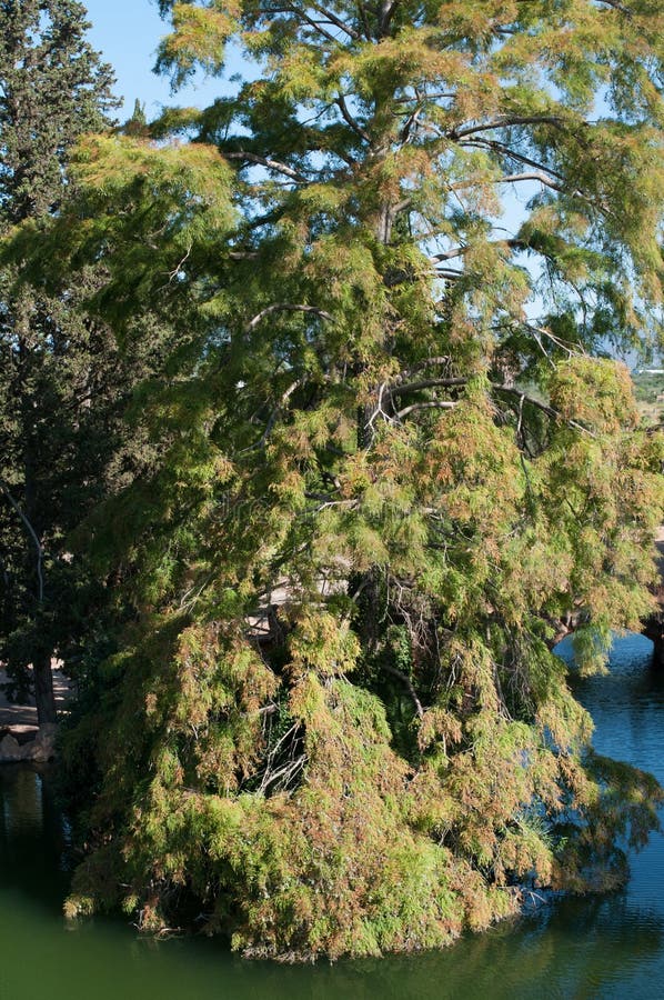 A Lone Tree Partially Submerged in the Water Stock Image - Image of ...