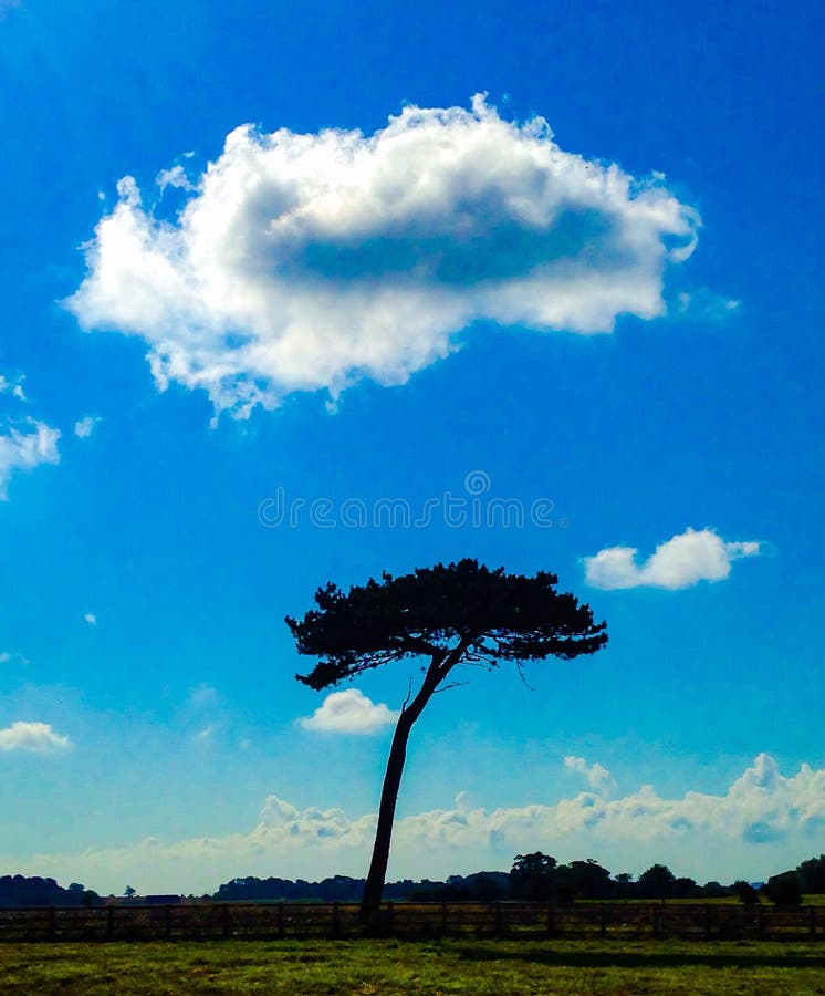 Lone Tree stock image. Image of lone, field, sunlight - 59190233