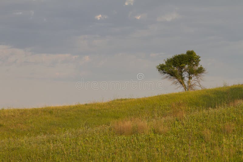 Lone tree on the prairie stock image. Image of country - 26120341