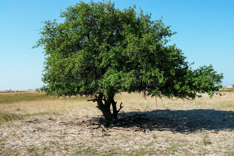 Lone tree in the prairie stock image. Image of fresh - 106039647