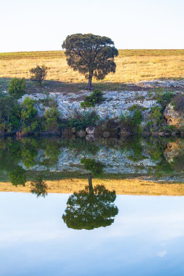 Tree Reflecting in a Lake, Mystic Scenery Stock Image - Image of alone ...