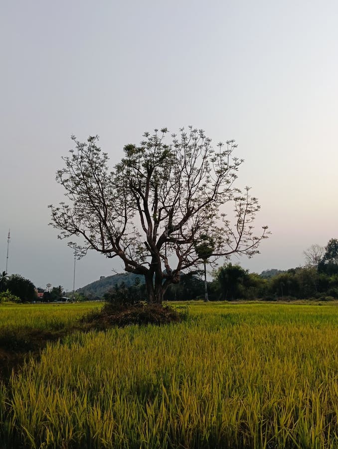 Lone Tree in a Rice Field at Sunset Stock Image - Image of field ...