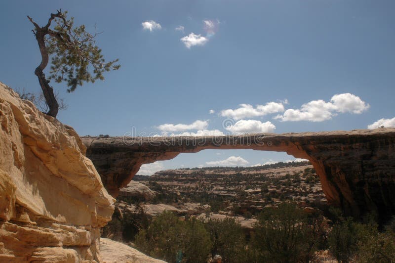 Lone Tree Picture. Image: 4974051