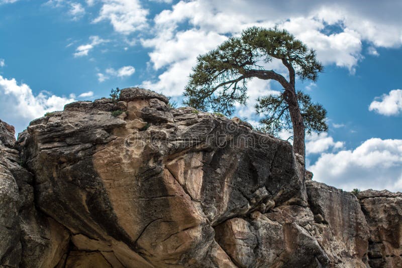 Lone Tree on a Rock Outcropping Stock Image - Image of creation, rock ...