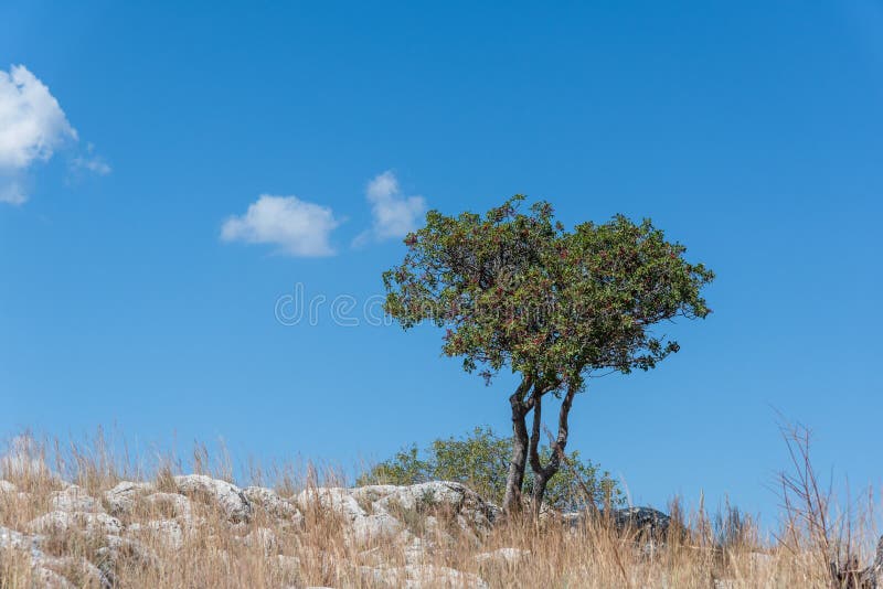 Lone Tree in the Rocks Under Blue Sky Stock Photo - Image of clouds ...