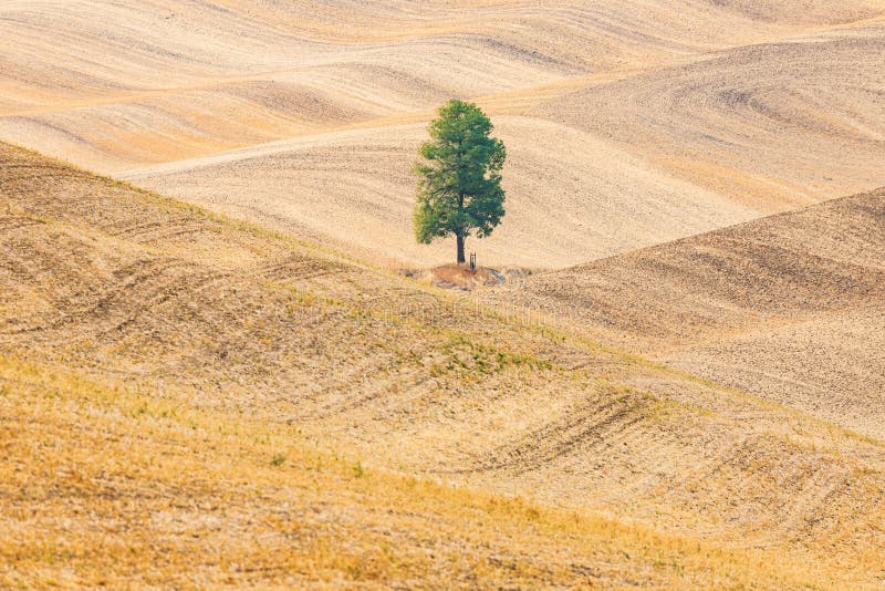 Lone Tree in Rolling Wheat Field Stock Photo - Image of angle ...
