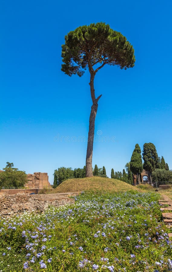 Lone Tree Roman Ruins Rome Italy Stock Photos - Free & Royalty-Free ...