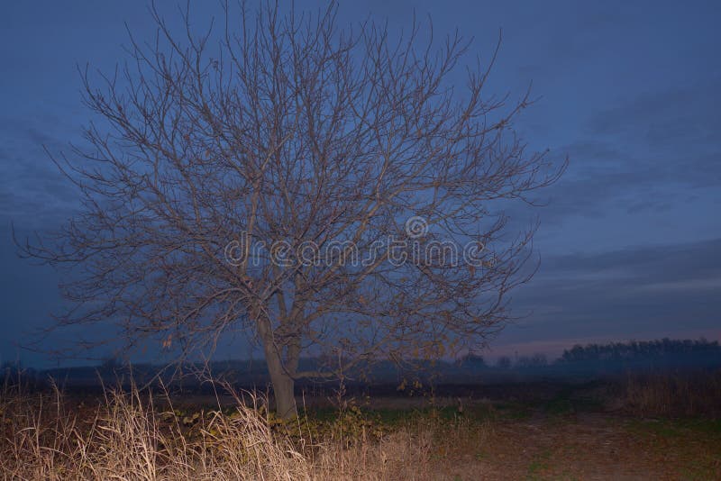 Lone tree in a rural area stock photo. Image of vegetation - 103738238