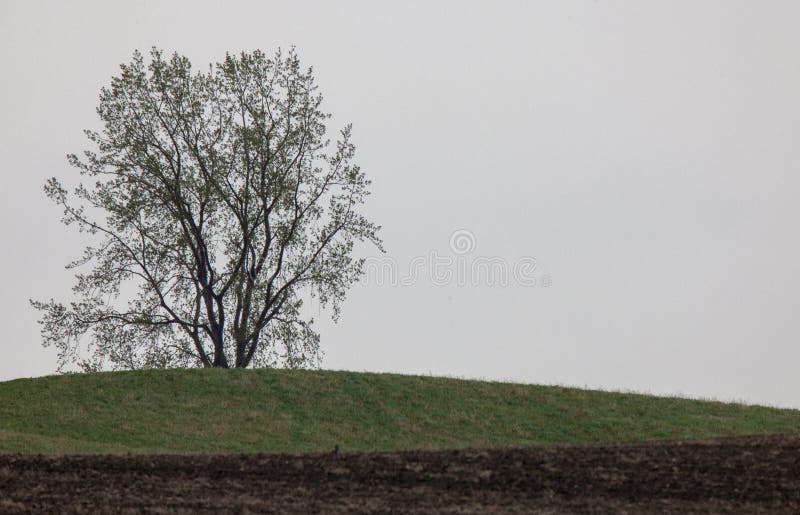 Lone Tree Saskatchewan stock image. Image of scenery - 205919469