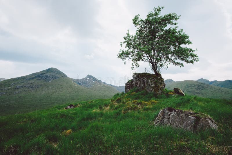 Lone Tree, Scotland stock photo. Image of mountain, hills - 46817516