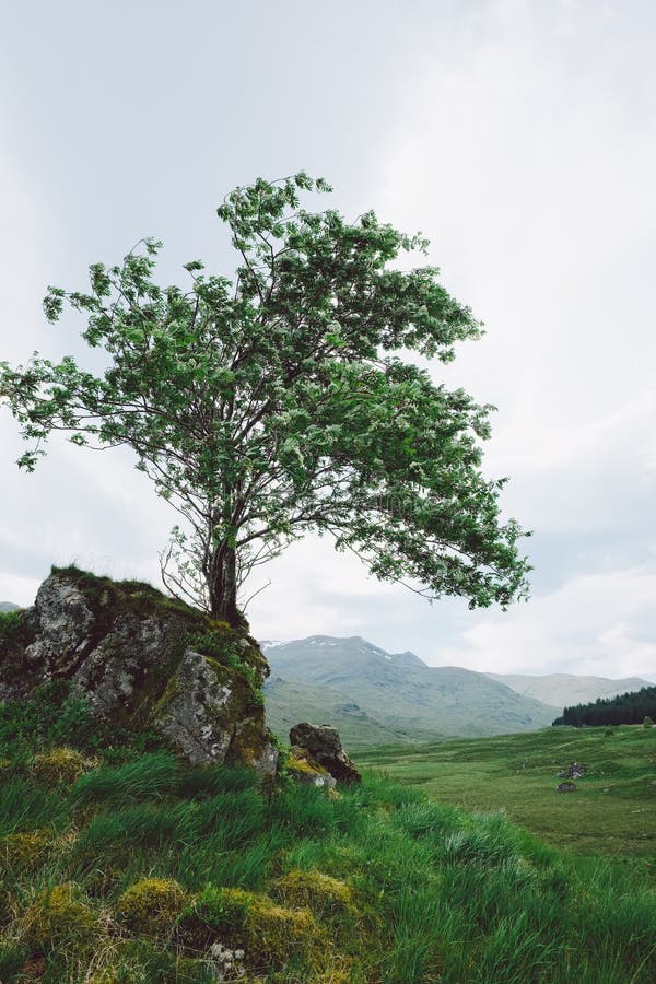 Lone Tree, Scotland stock photo. Image of stone, wallpaper - 46817352