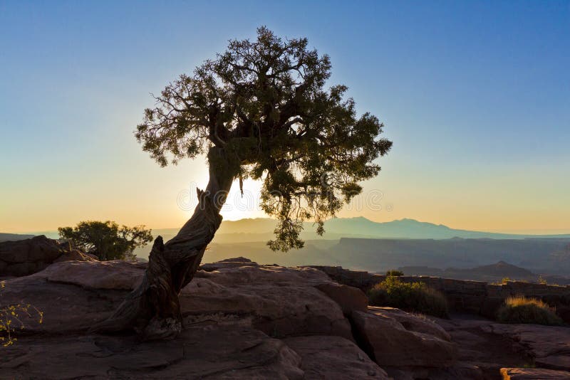 Lone Tree Silhouette stock photo. Image of clouds, utah - 29184708