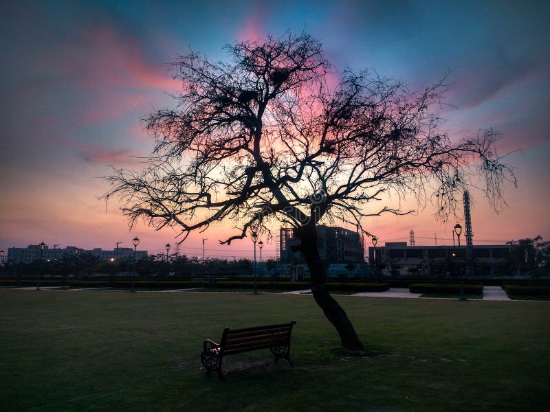The Lone Tree stock image. Image of evening, chair, lone - 111805803