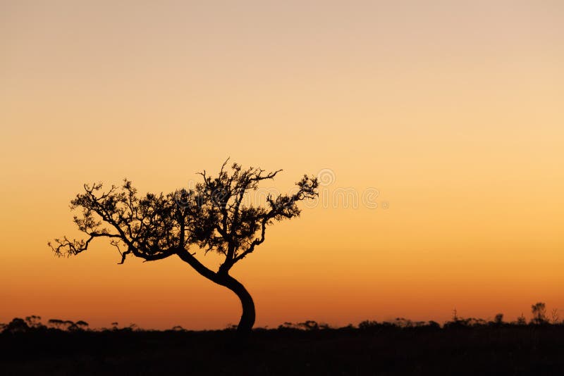 Lone Tree Silhouette, Orange Sunset, Australia Stock Image - Image of ...