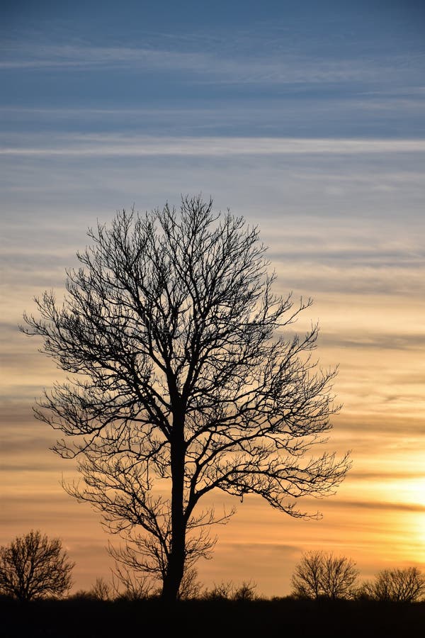 Lone Tree Silhouette by Twilight Stock Image - Image of evening, aged ...