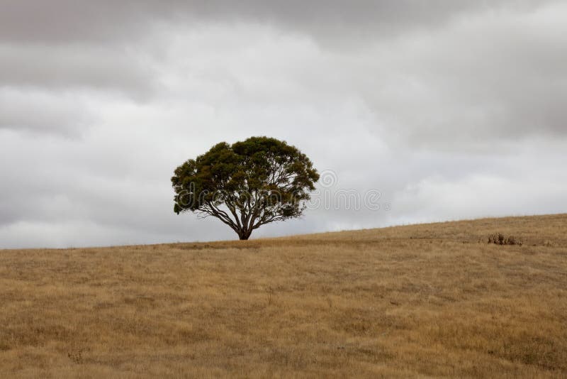 Lone tree stock photo. Image of hill, tree, farm, cloud - 35774158