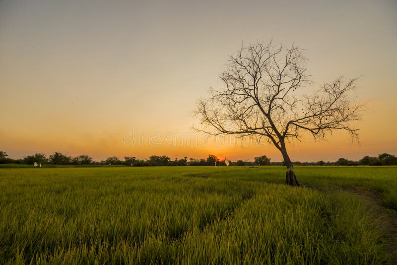 Lone tree stock image. Image of cliff, light, hothouse - 74997953
