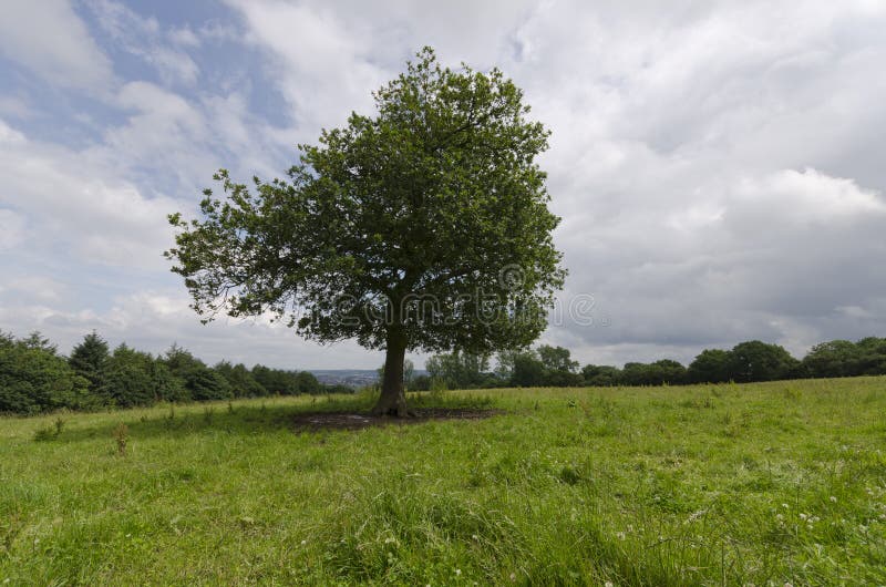 A lone tree stock image. Image of single, tree, alone - 38960143