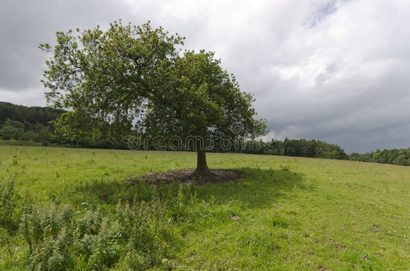 A lone tree stock photo. Image of field, single, singular - 38960236