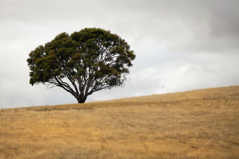 Lone tree stock image. Image of cloud, farm, pasture - 36736027