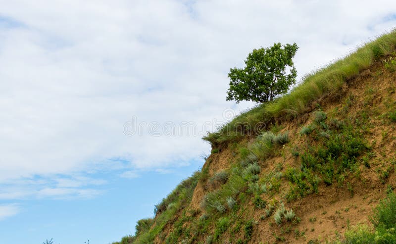 A Lone Tree on a Sloping Green Field in Hills Terrain Region Stock ...