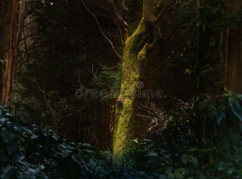 Lone Tree Lit Up in Thick Forest Stock Photo - Image of japan ...